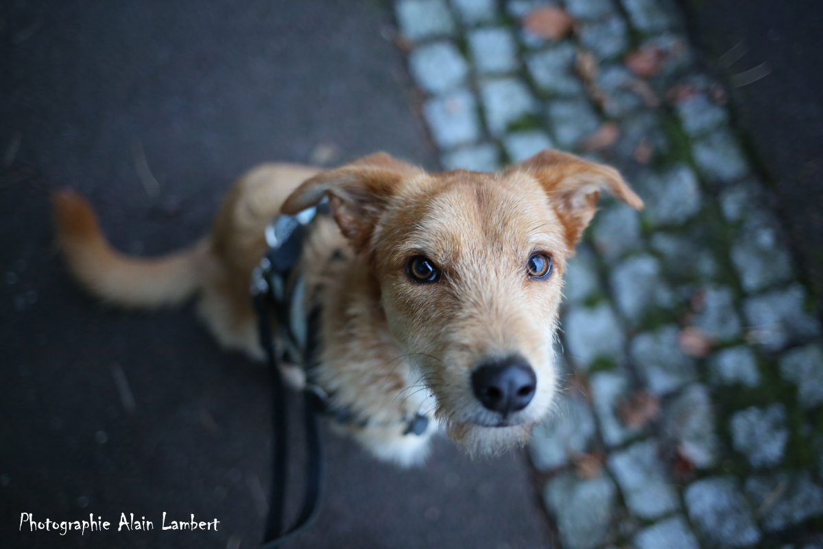 Easy la Royal Bourbon – LE CHIEN DU CITOYEN