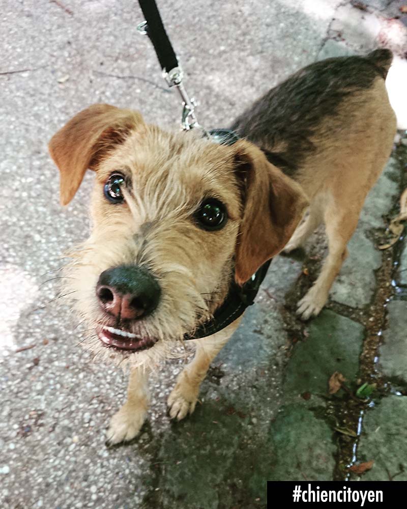 Antoine le Royal Bourbon – LE CHIEN DU CITOYEN