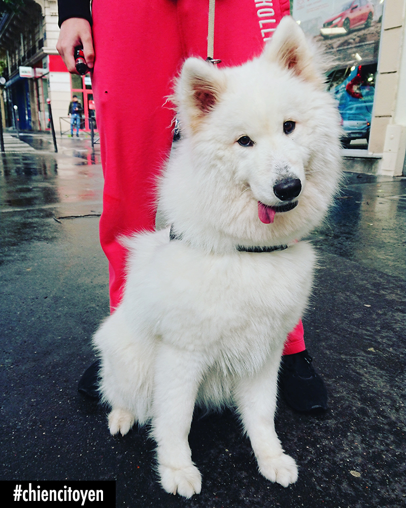 Le portrait du Samoyède à Paris – LE CHIEN DU CITOYEN