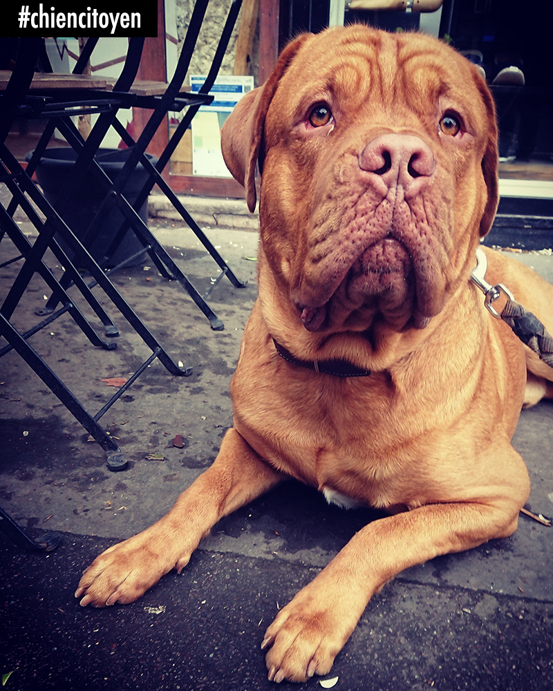 Le portrait du Dogue de Bordeaux à Paris – LE CHIEN DU CITOYEN