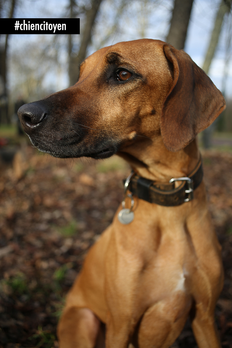 Rhodesian Ridgeback red – LE CHIEN DU CITOYEN
