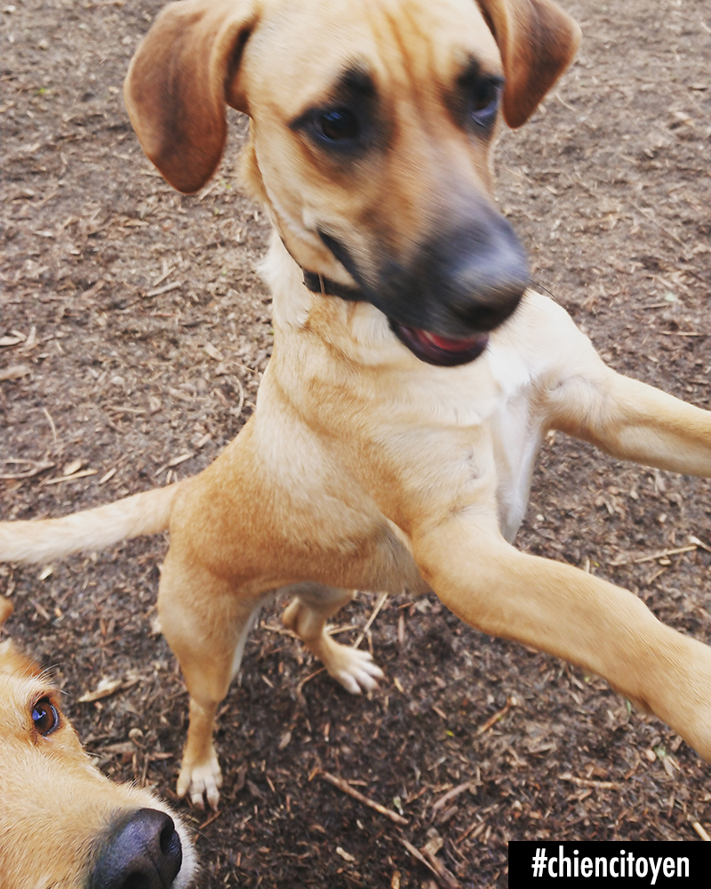 C’est quoi un « chien créole » ? – LE CHIEN DU CITOYEN