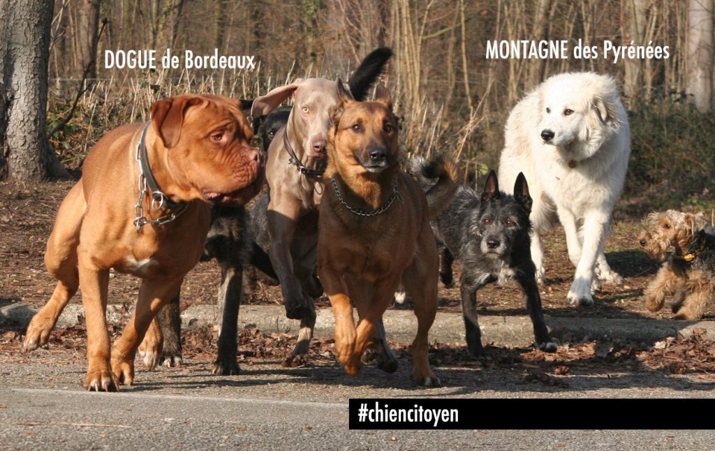 Le portrait du Dogue de Bordeaux à Paris – LE CHIEN DU CITOYEN