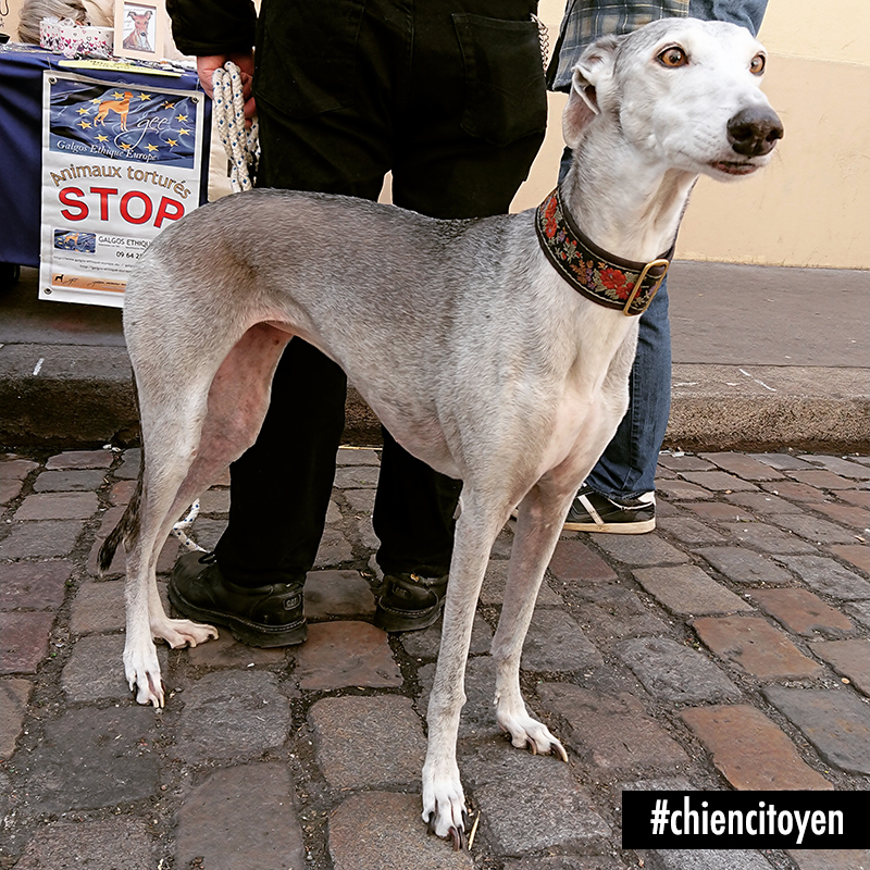 Le portrait du Galgo – LE CHIEN DU CITOYEN