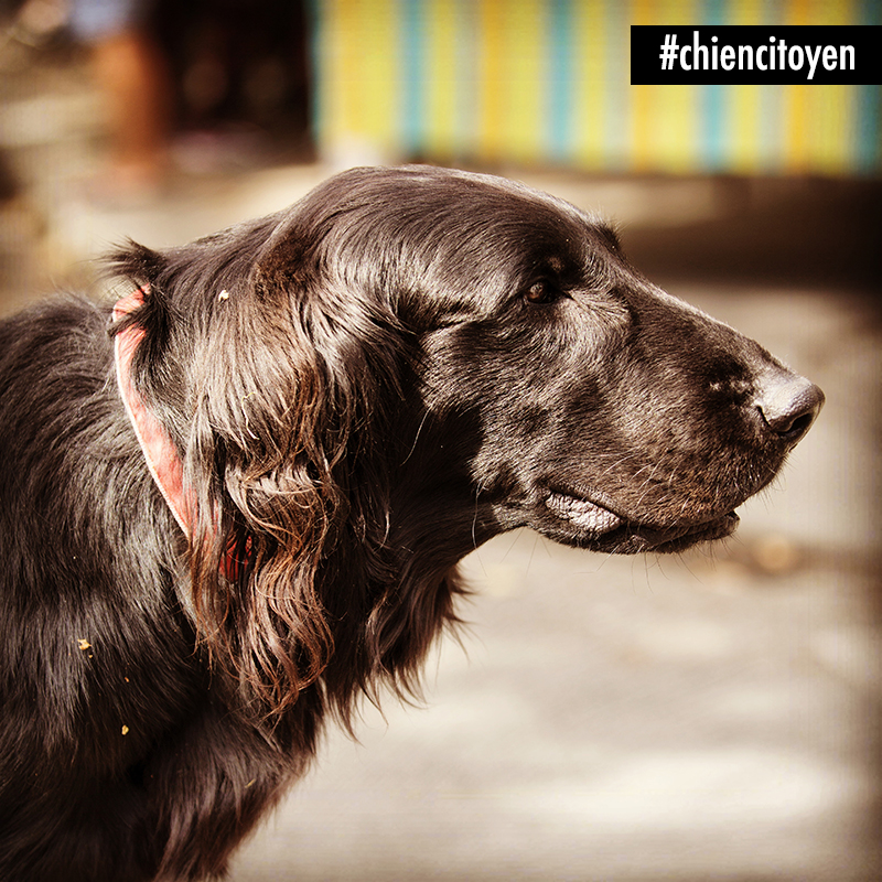 Le portrait du Flat-Coated Retriever – LE CHIEN DU CITOYEN