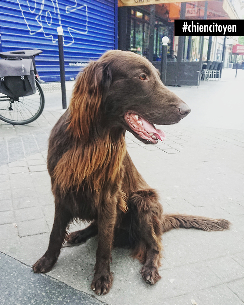 Le portrait du Flat-Coated Retriever – LE CHIEN DU CITOYEN