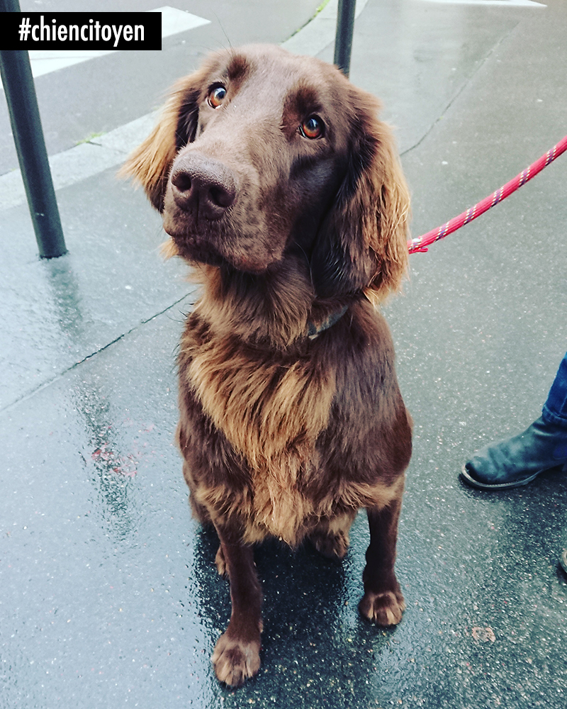 Le portrait du Flat-Coated Retriever – LE CHIEN DU CITOYEN