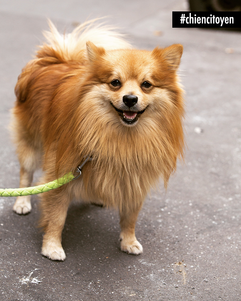 TeddySpitzParis10 – LE CHIEN DU CITOYEN