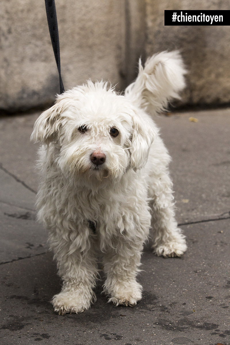 BouduRoyalBourbonParis12 – LE CHIEN DU CITOYEN