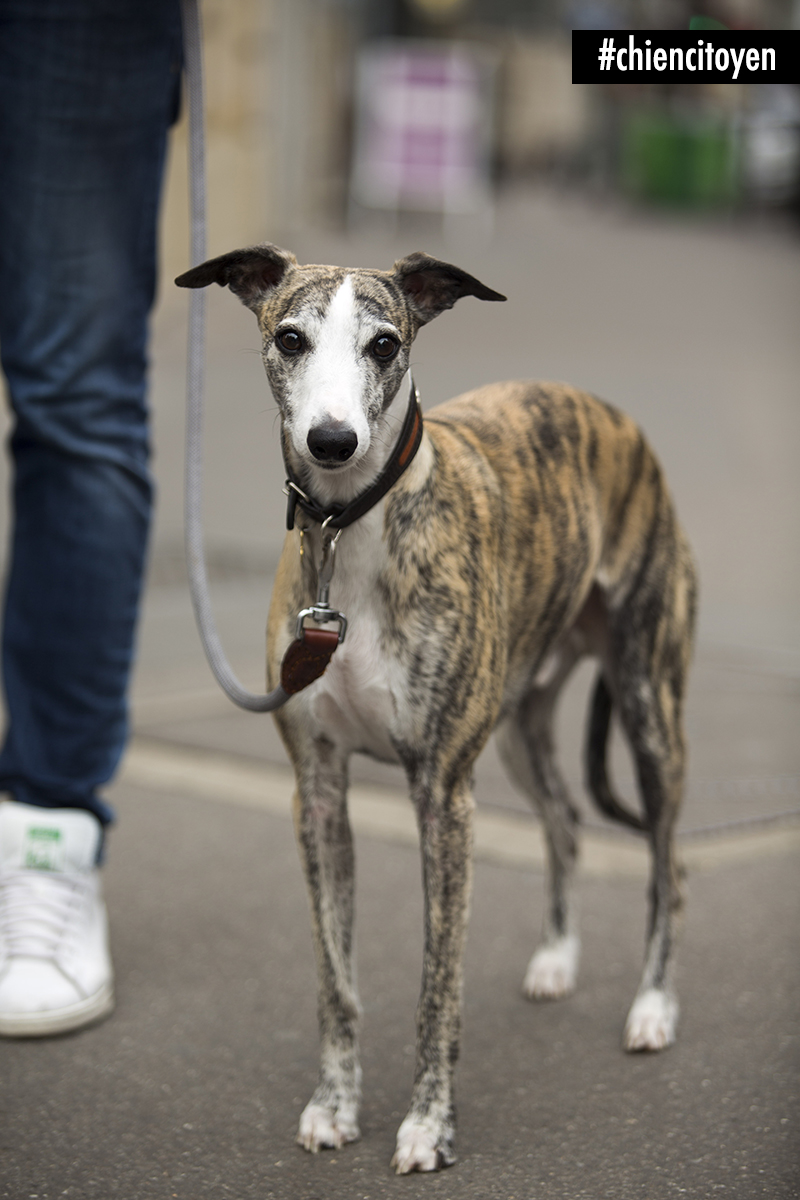 Le portrait du Whippet à Paris – LE CHIEN DU CITOYEN