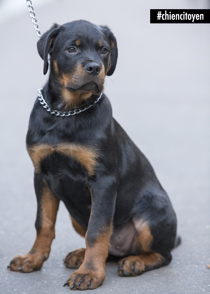 Le portrait du Rottweiler à Paris – LE CHIEN DU CITOYEN