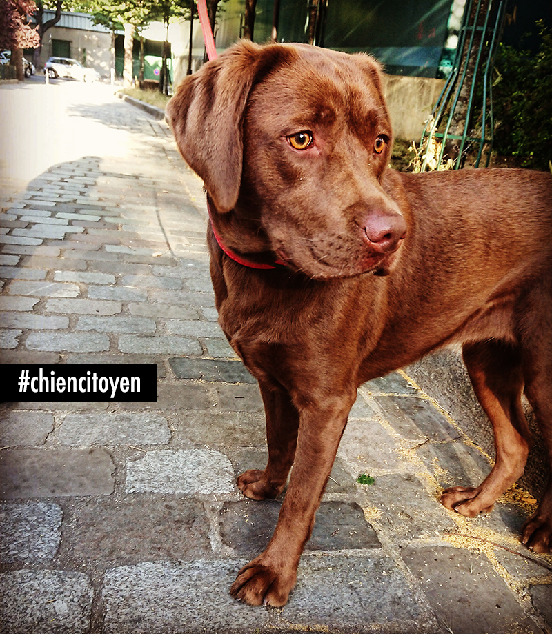 labradorParis12 – LE CHIEN DU CITOYEN