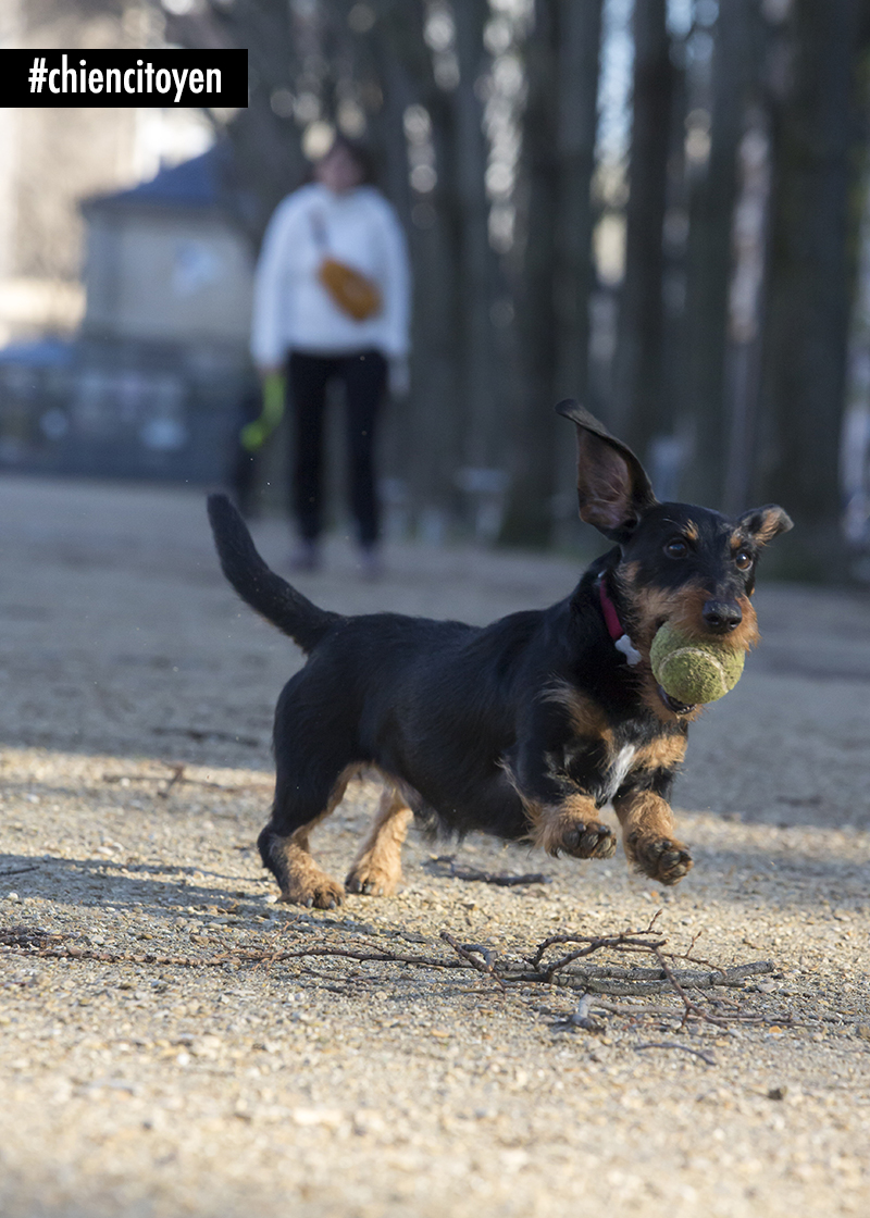 Le portrait du Teckel à Paris – LE CHIEN DU CITOYEN
