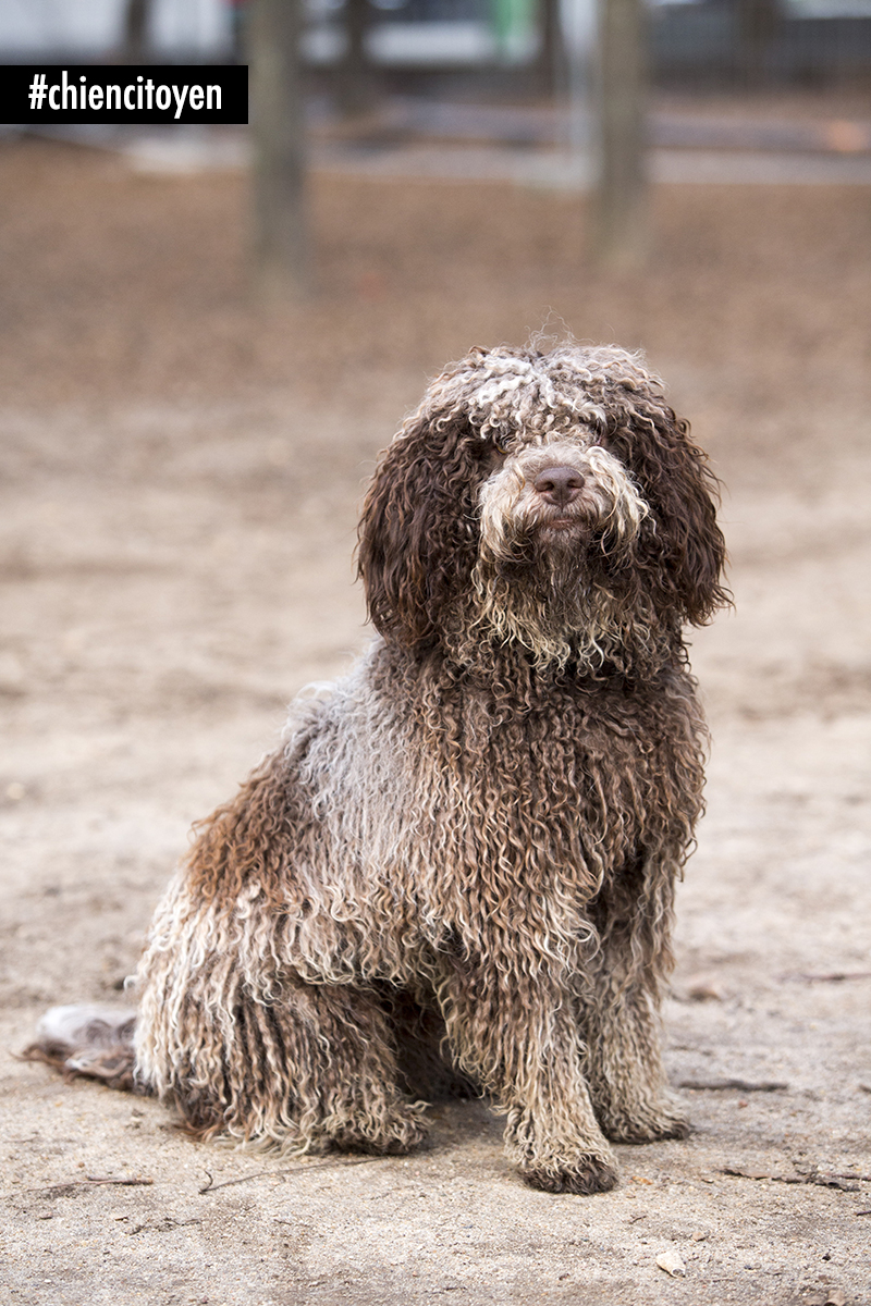 Le portrait du chien d’eau Italien (Lagotto Romagnolo) – LE CHIEN DU ...