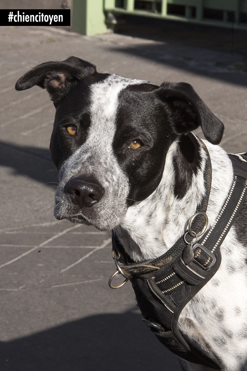 C’est quoi un « chien créole » ? – LE CHIEN DU CITOYEN