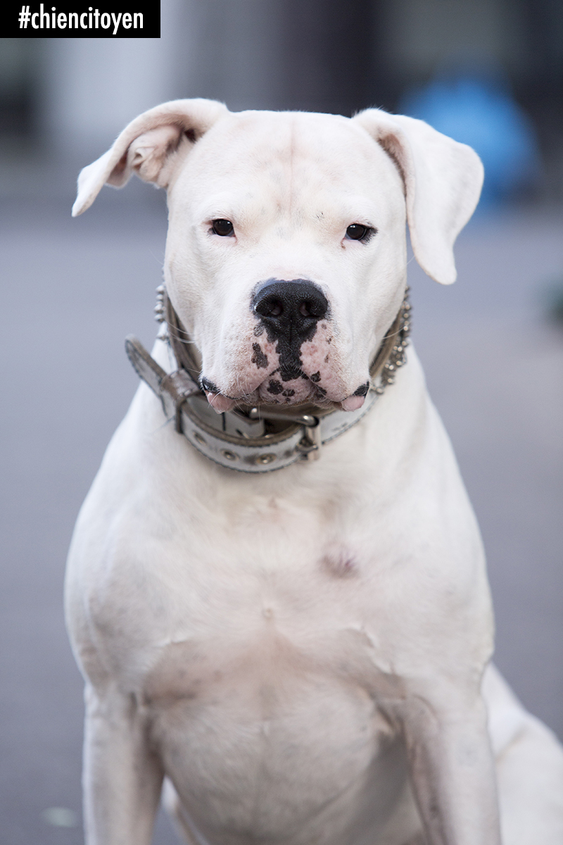 Le portrait du dogue argentin à Paris – LE CHIEN DU CITOYEN