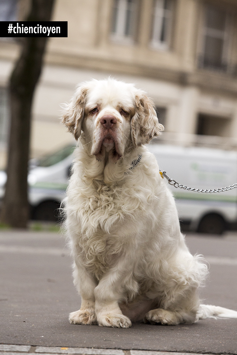Le portrait du Clumber Spaniel – LE CHIEN DU CITOYEN