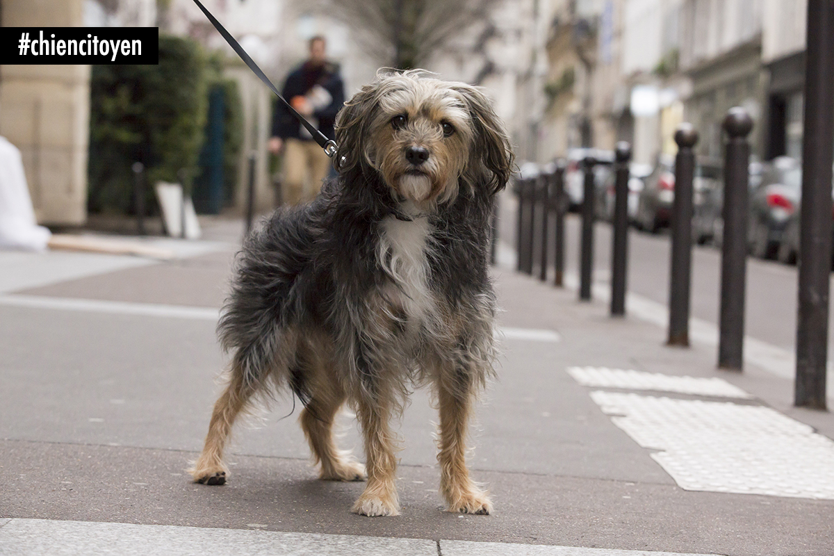 Choisir un Royal Bourbon – LE CHIEN DU CITOYEN