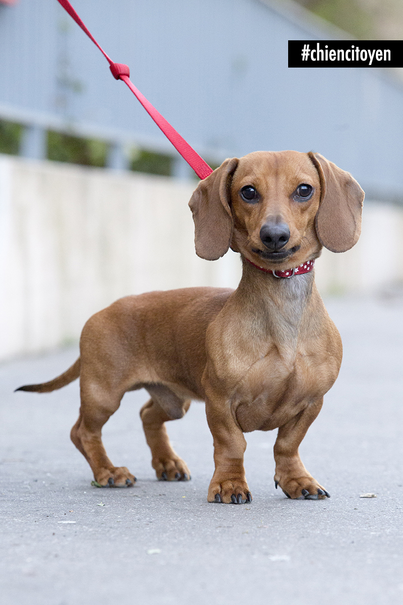 Le portrait du Teckel à Paris – LE CHIEN DU CITOYEN