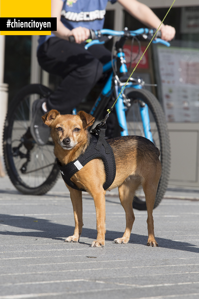 C’est quoi un « chien créole » ? – LE CHIEN DU CITOYEN