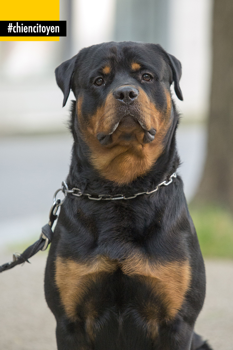 Le portrait du Rottweiler à Paris – LE CHIEN DU CITOYEN