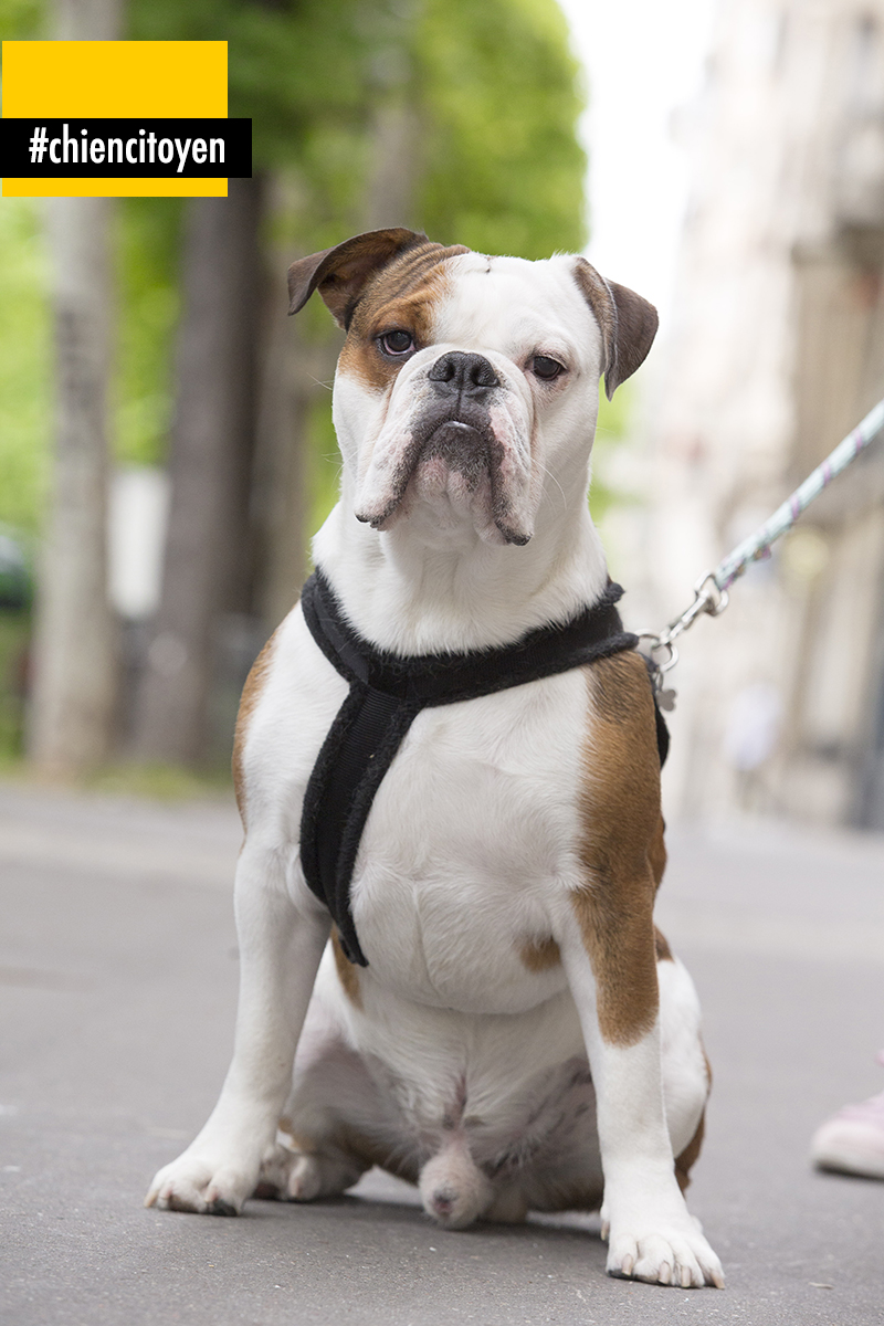 Old english bulldog ou bulldog continental ou Bouledogue anglais normal ...