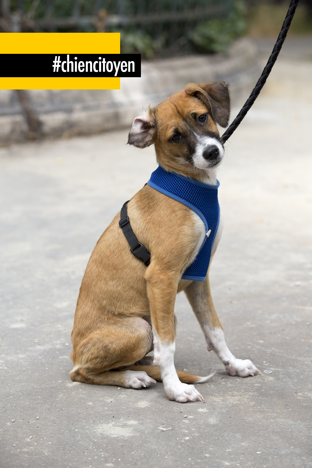 C’est quoi un « chien créole » ? – LE CHIEN DU CITOYEN