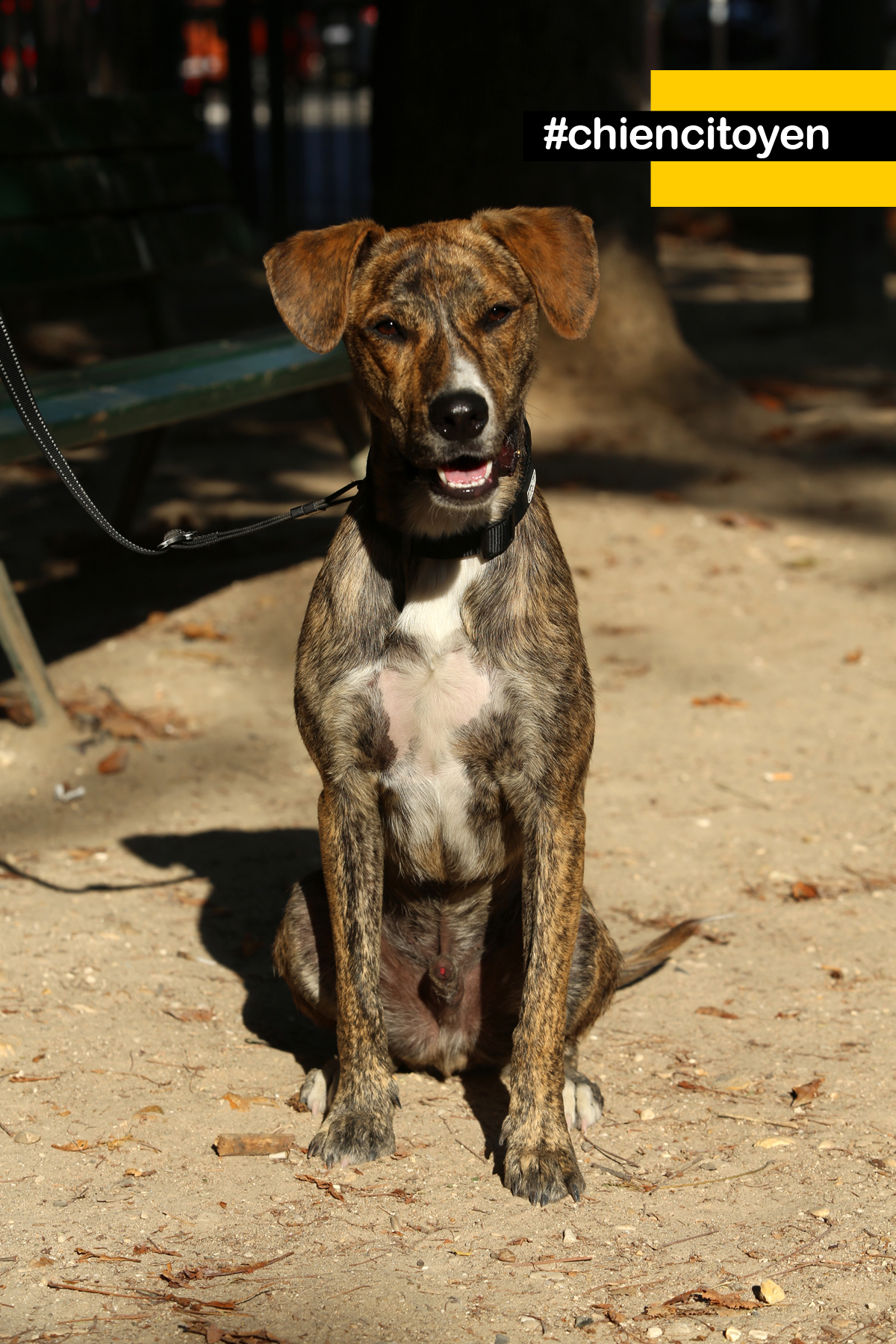 C’est quoi un « chien créole » ? – LE CHIEN DU CITOYEN