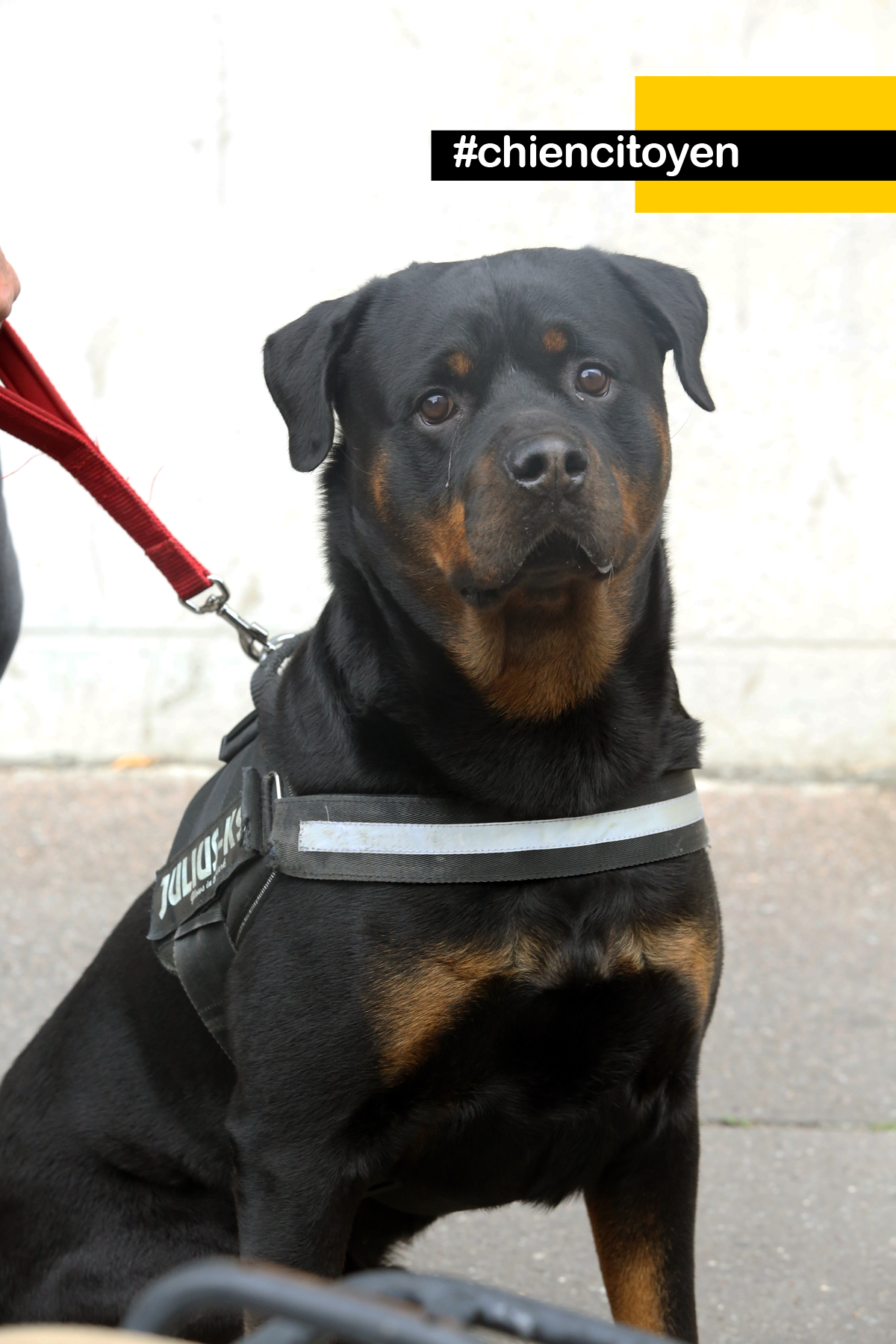 Le portrait du Rottweiler à Paris – LE CHIEN DU CITOYEN