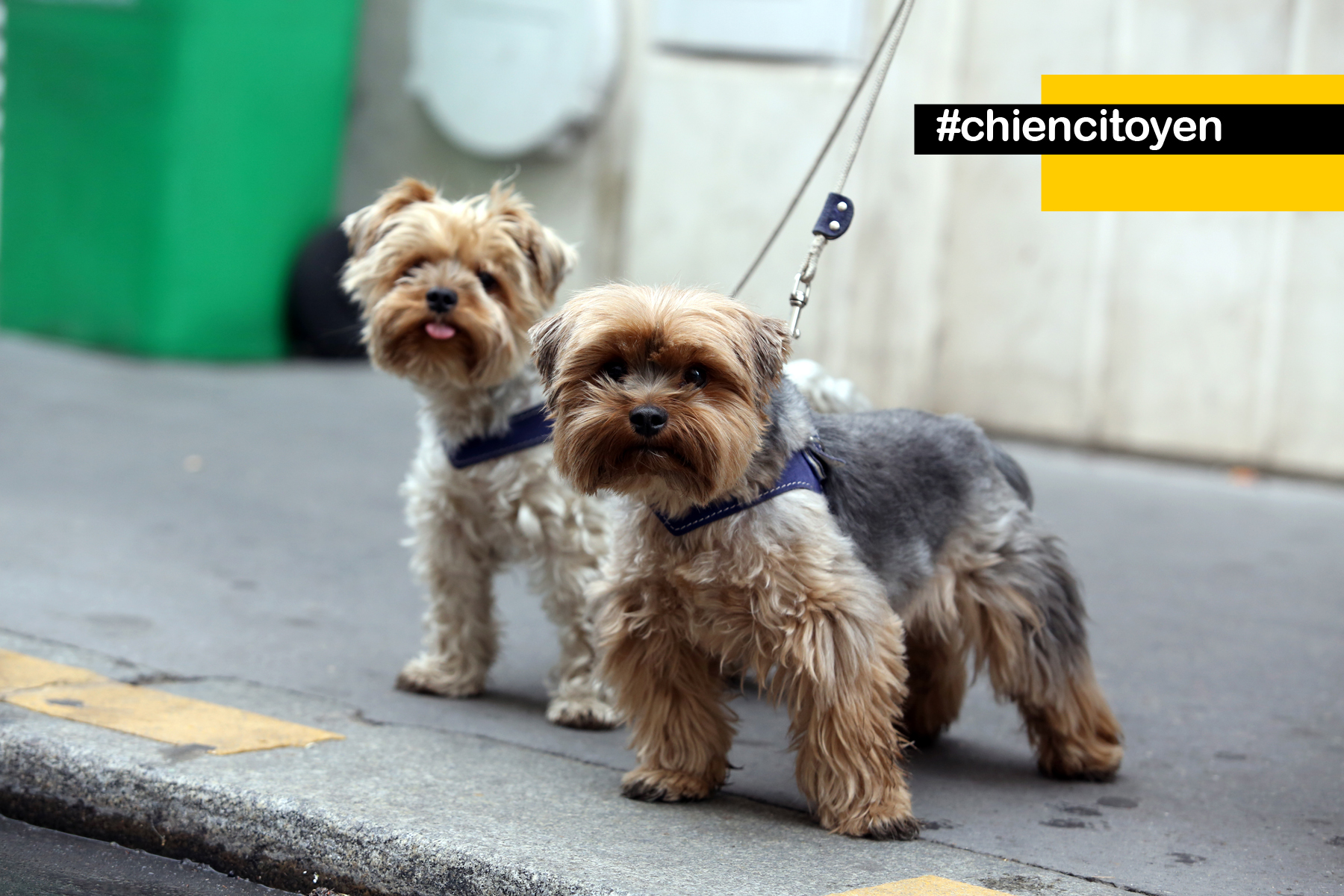 Le yorkshire terrier, vedette des trottoirs parisiens, perd-il du ...