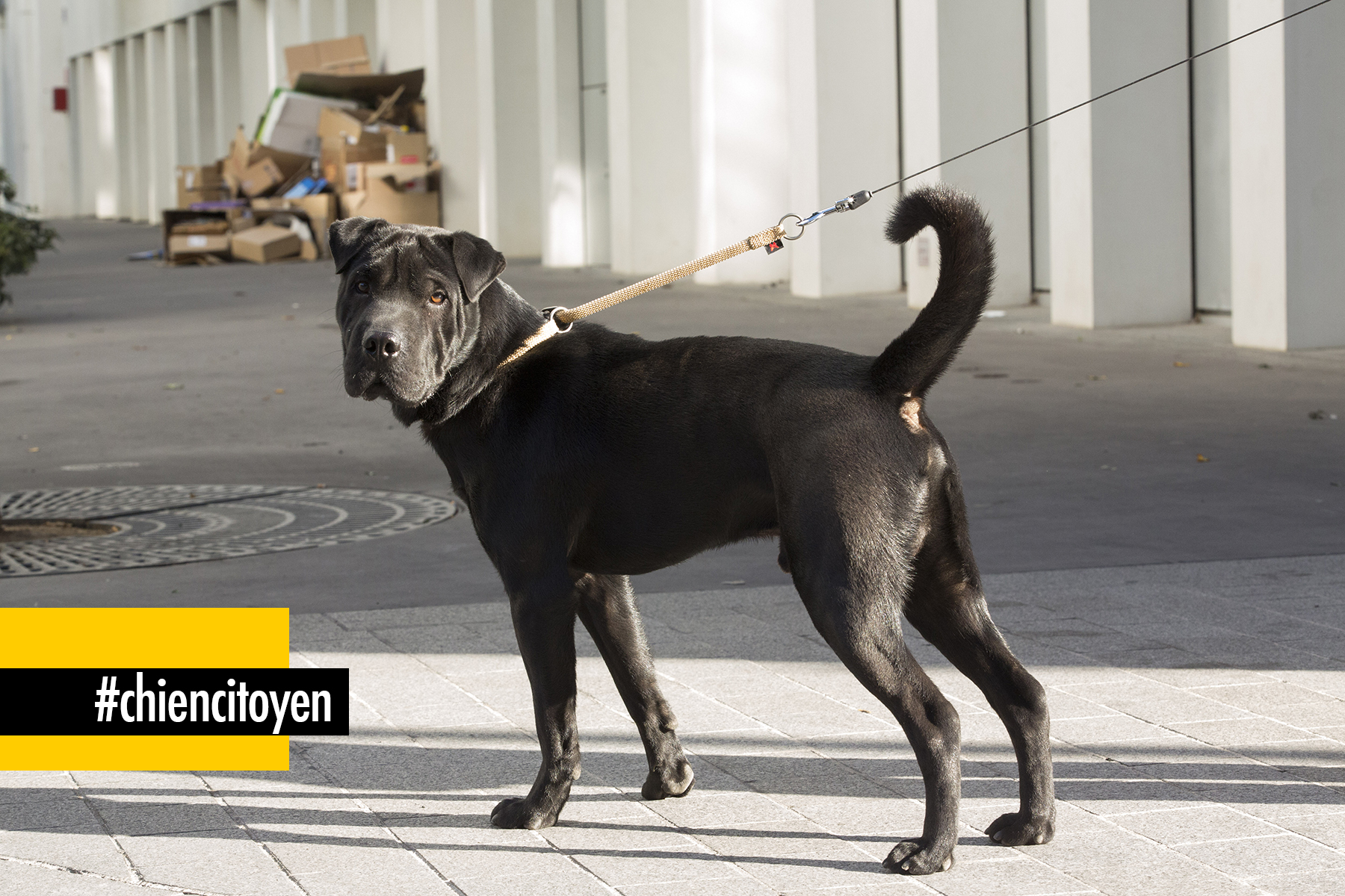 Le Sharpei, une race de chien originale qui peut générer quelque frais ...