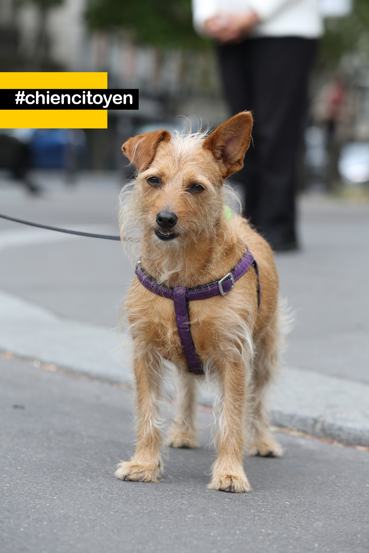 Choisir un Royal Bourbon – LE CHIEN DU CITOYEN