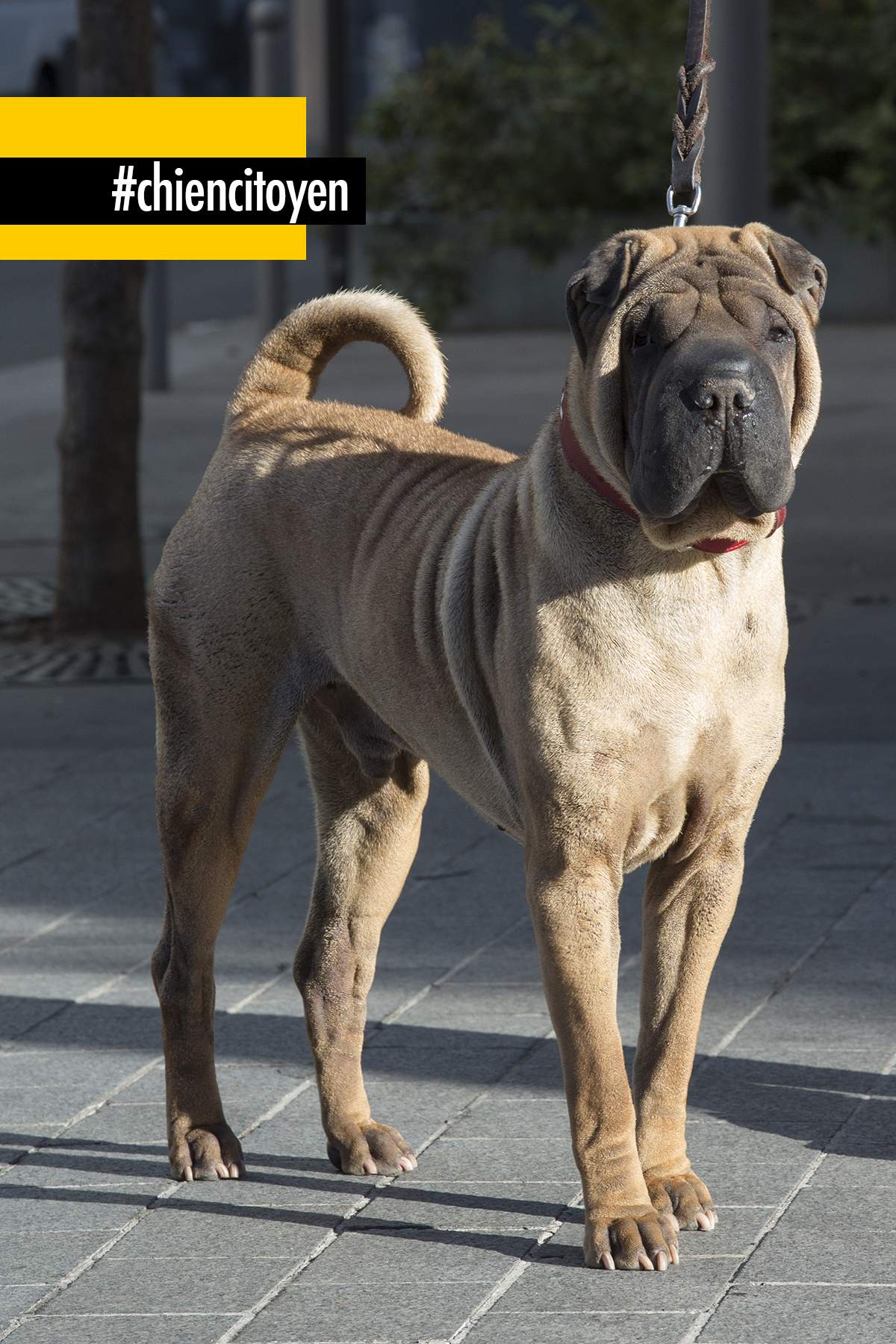Le Sharpei, une race de chien originale qui peut générer quelque frais ...