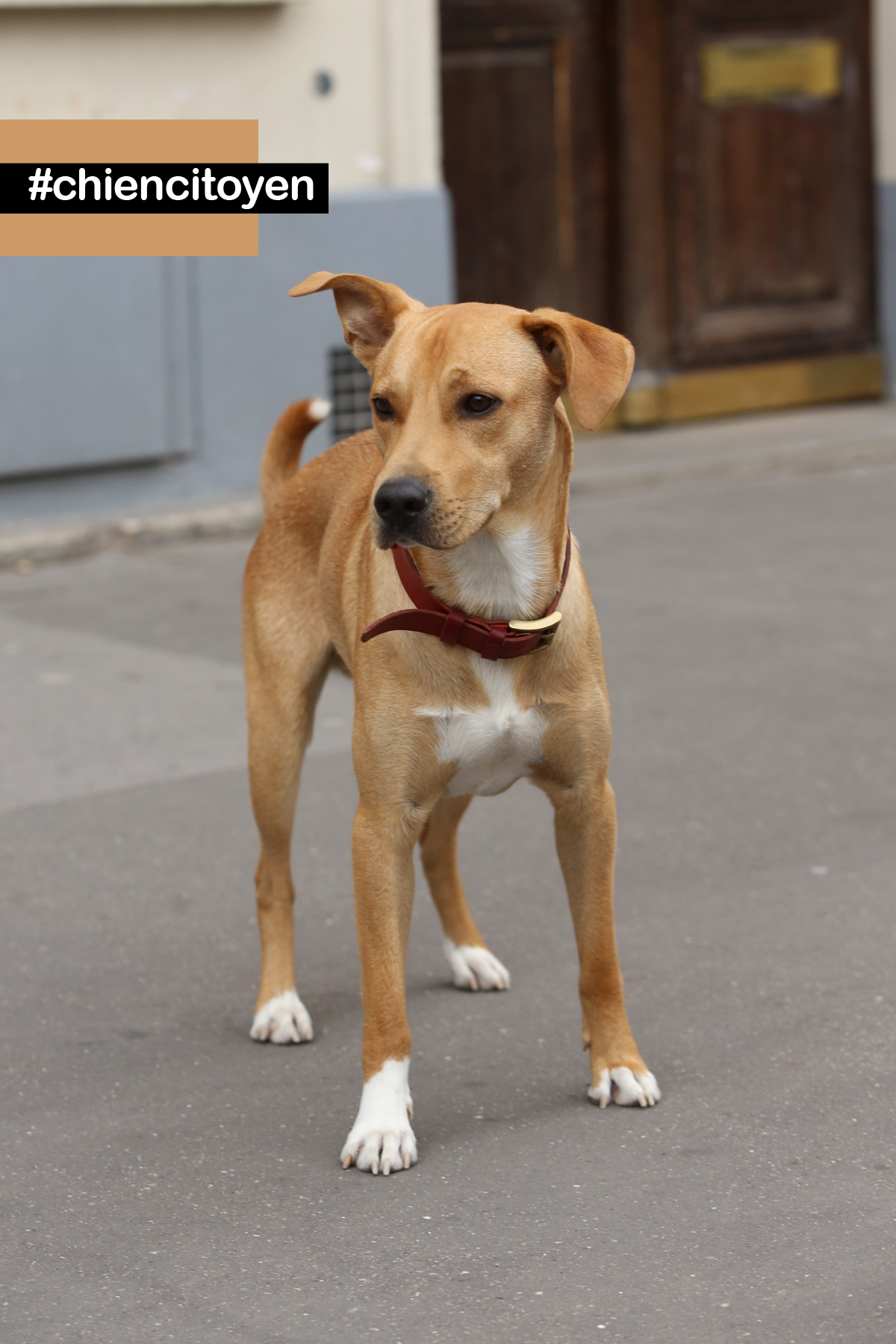 C’est quoi un « chien créole » ? – LE CHIEN DU CITOYEN