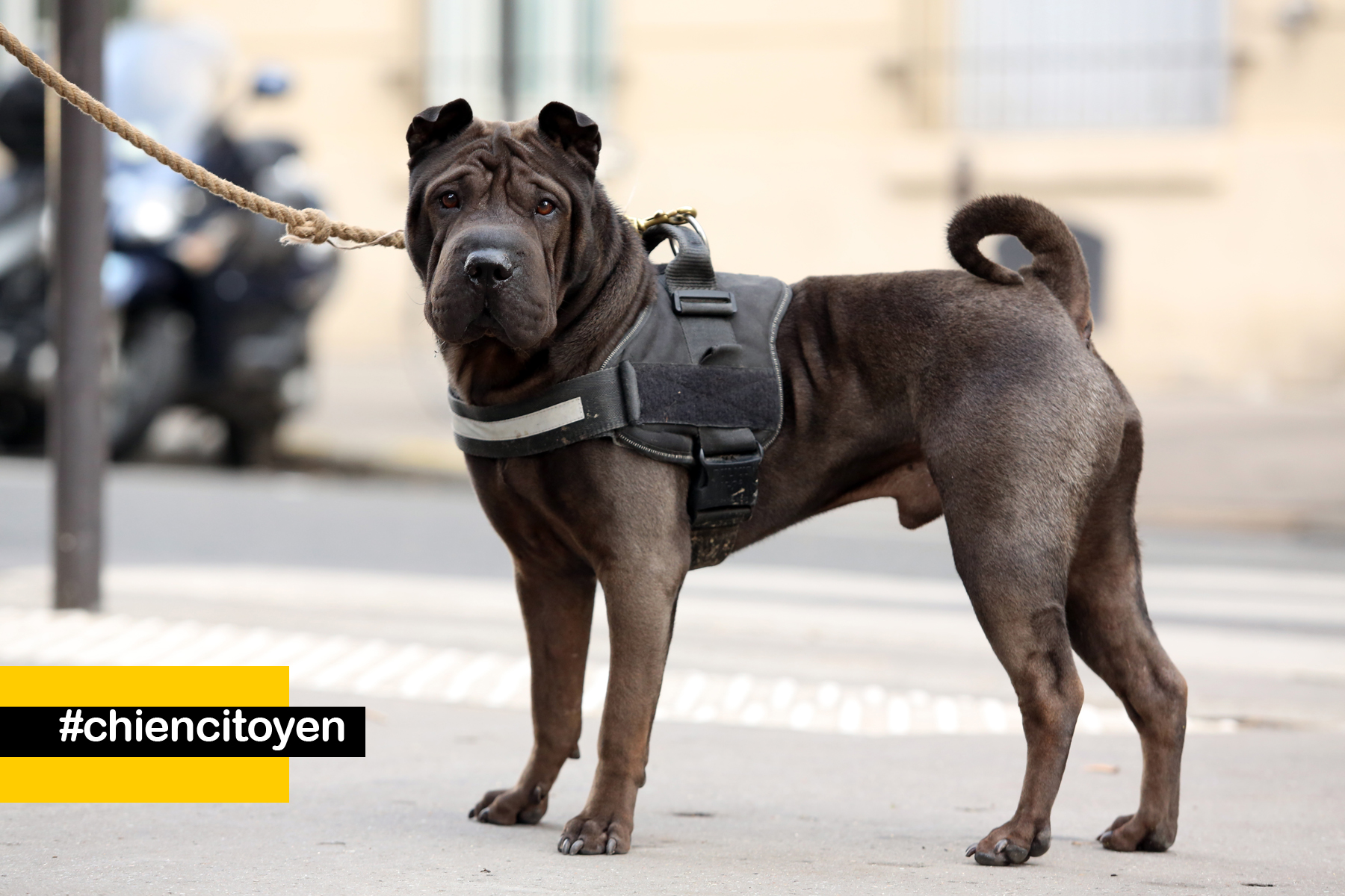 Le Sharpei, une race de chien originale qui peut générer quelque frais ...