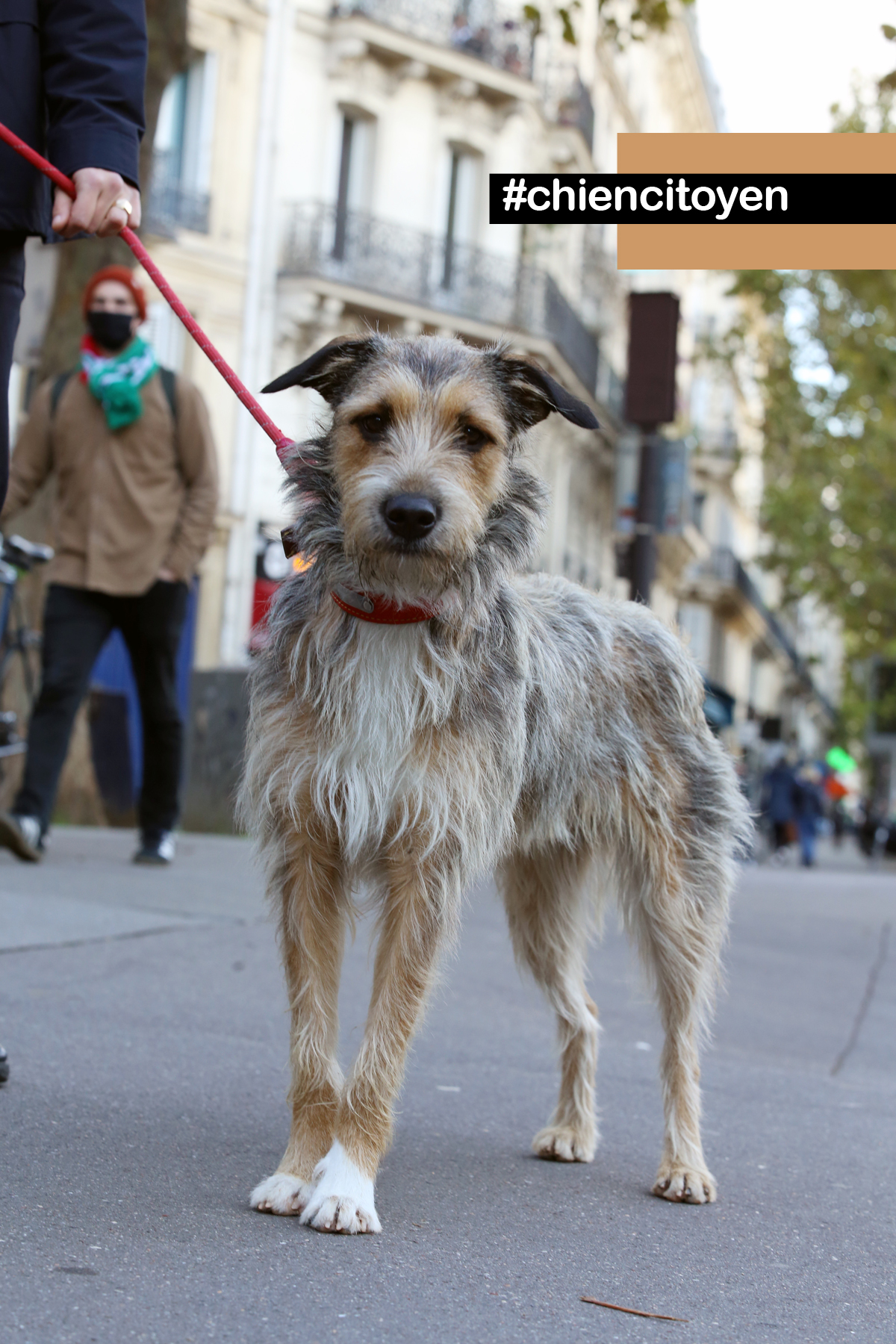 Choisir un Royal Bourbon – LE CHIEN DU CITOYEN