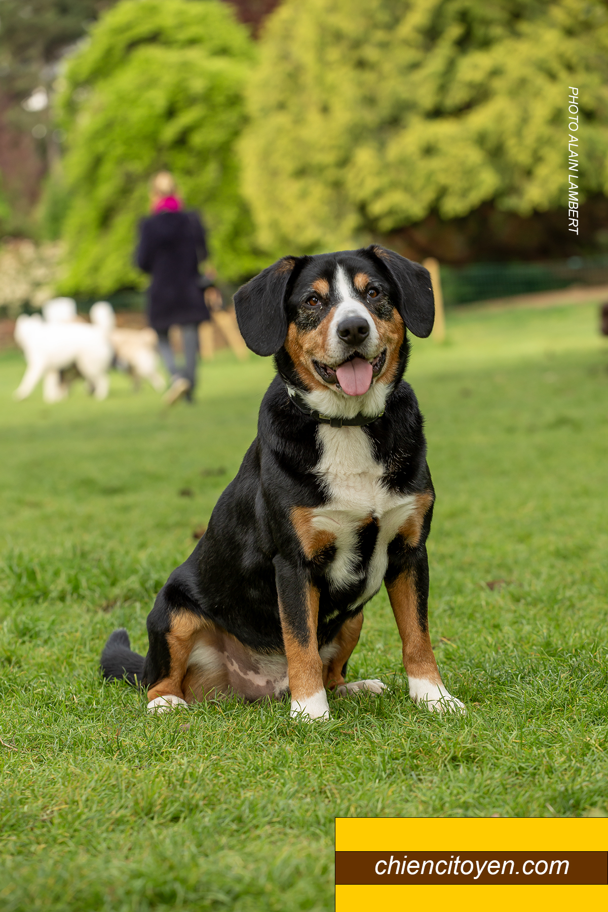 Le portrait du Bouvier d’Entlebuch – LE CHIEN DU CITOYEN